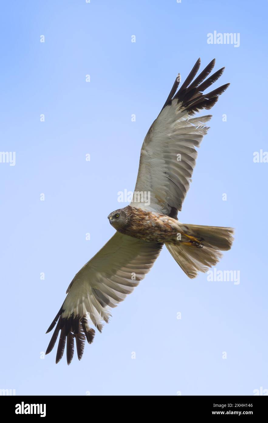 Seelow, Germany. 13th July, 2024. A marsh harrier (male, Circus ...