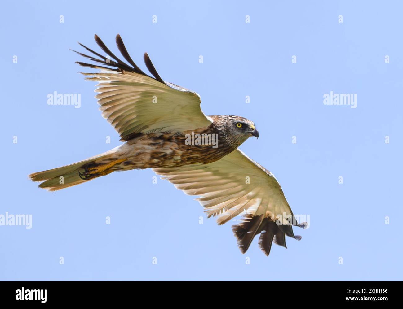 Seelow, Germany. 13th July, 2024. A marsh harrier (male, Circus ...