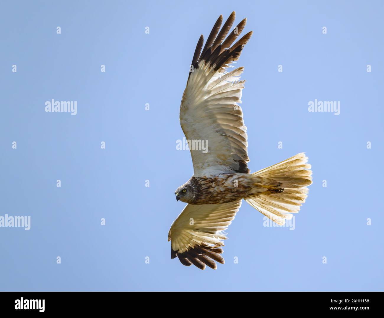 Seelow, Germany. 13th July, 2024. A marsh harrier (male, Circus ...