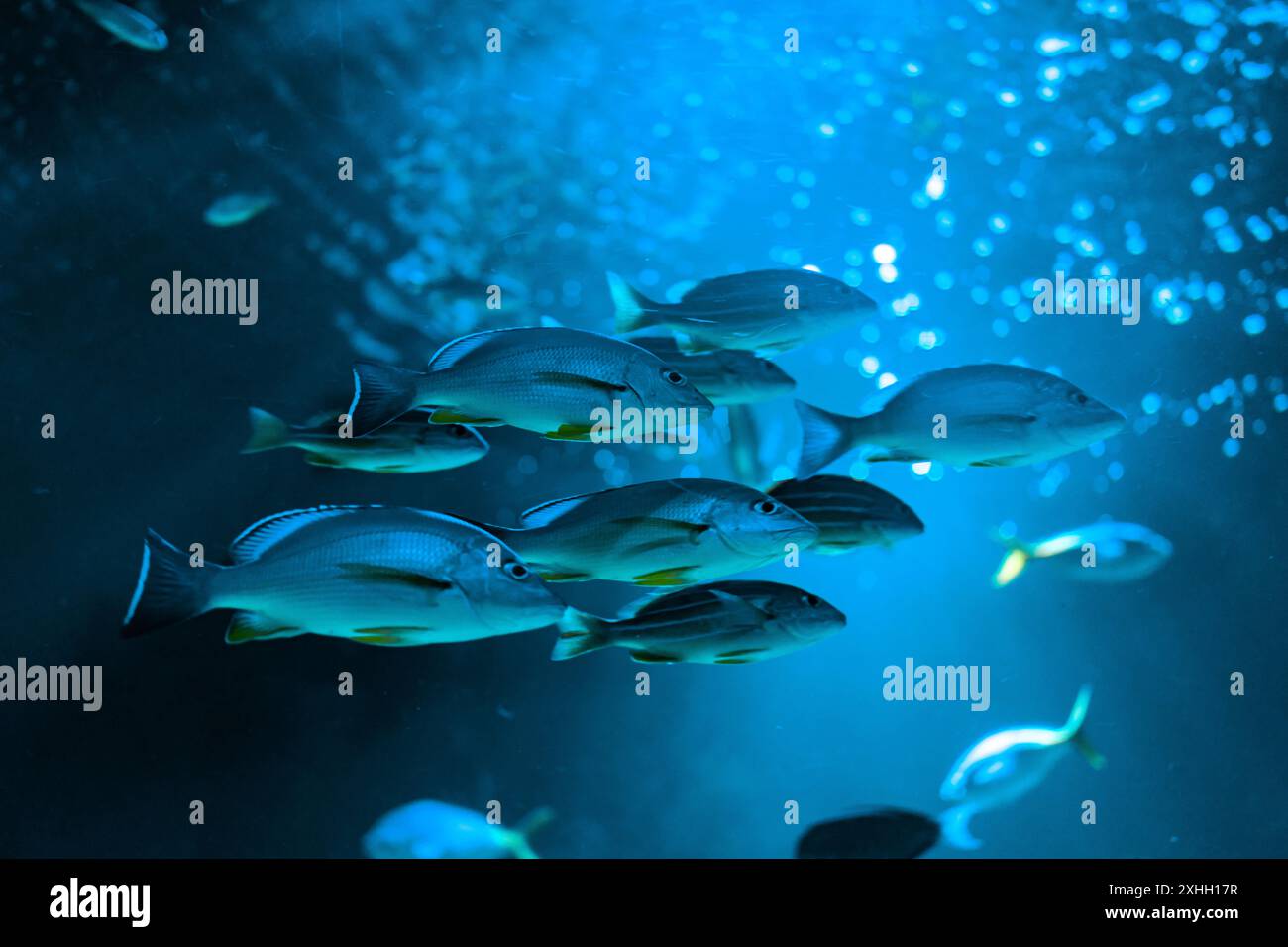 A school of fish swim together in an aquarium, creating a dynamic and ...