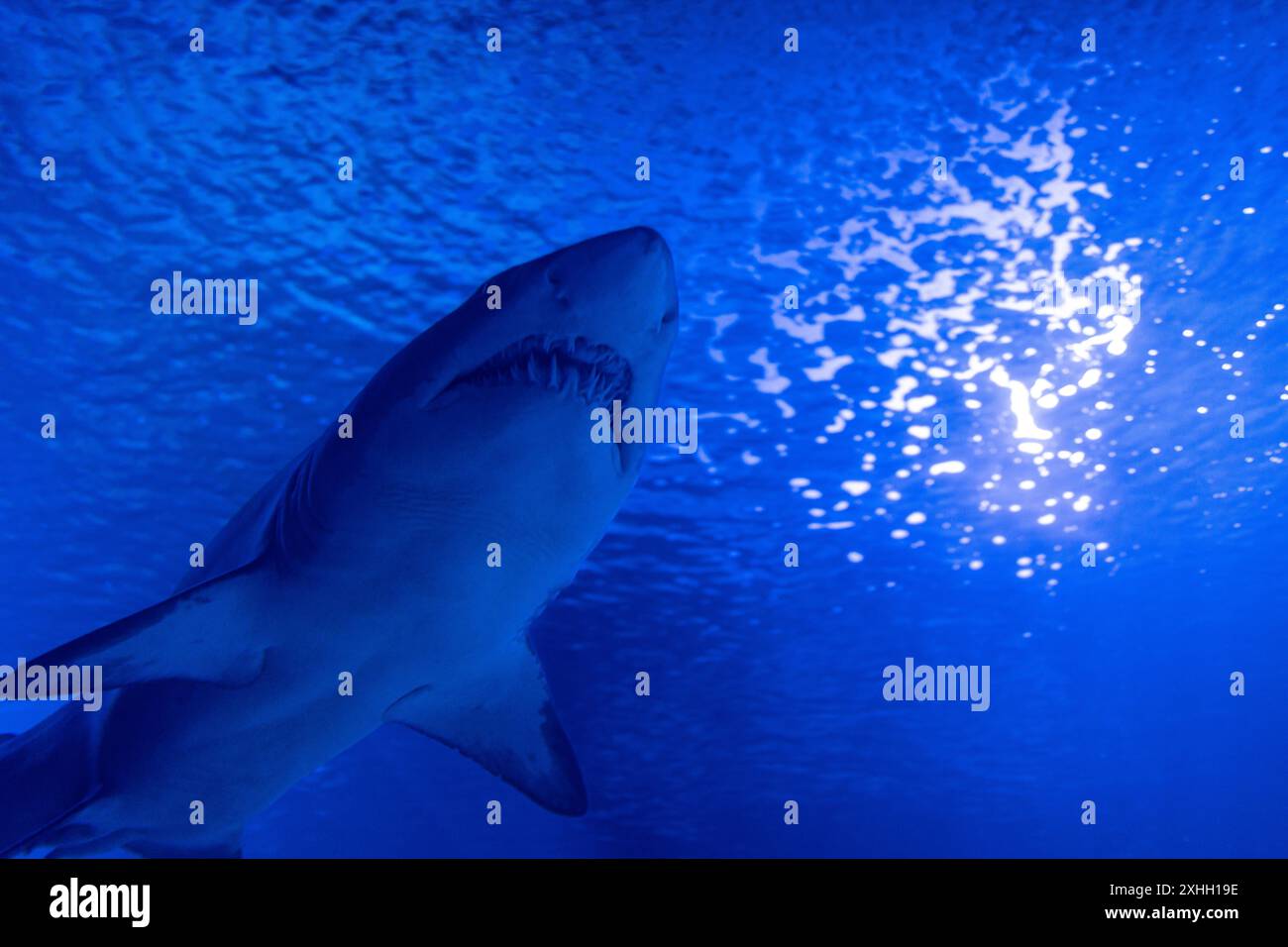 A powerful shark swims in the deep blue ocean, showcasing its sleek ...