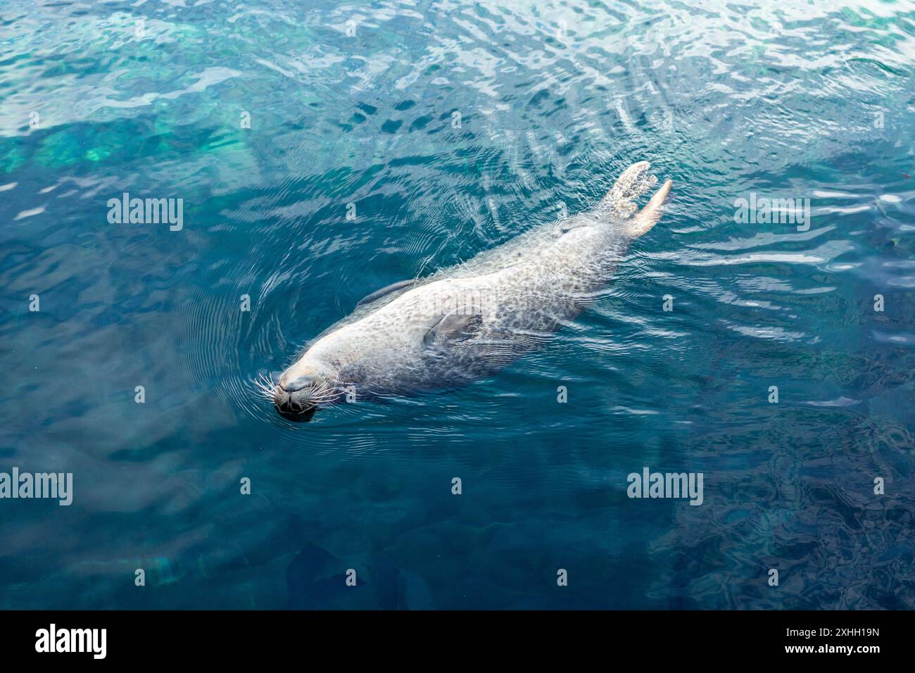 A serene image of a seal floating effortlessly in clear blue water. The ...