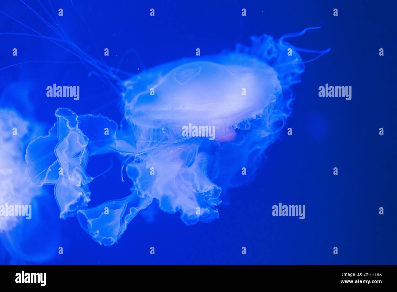 An ethereal jellyfish drifts gracefully in the blue ocean, its delicate ...