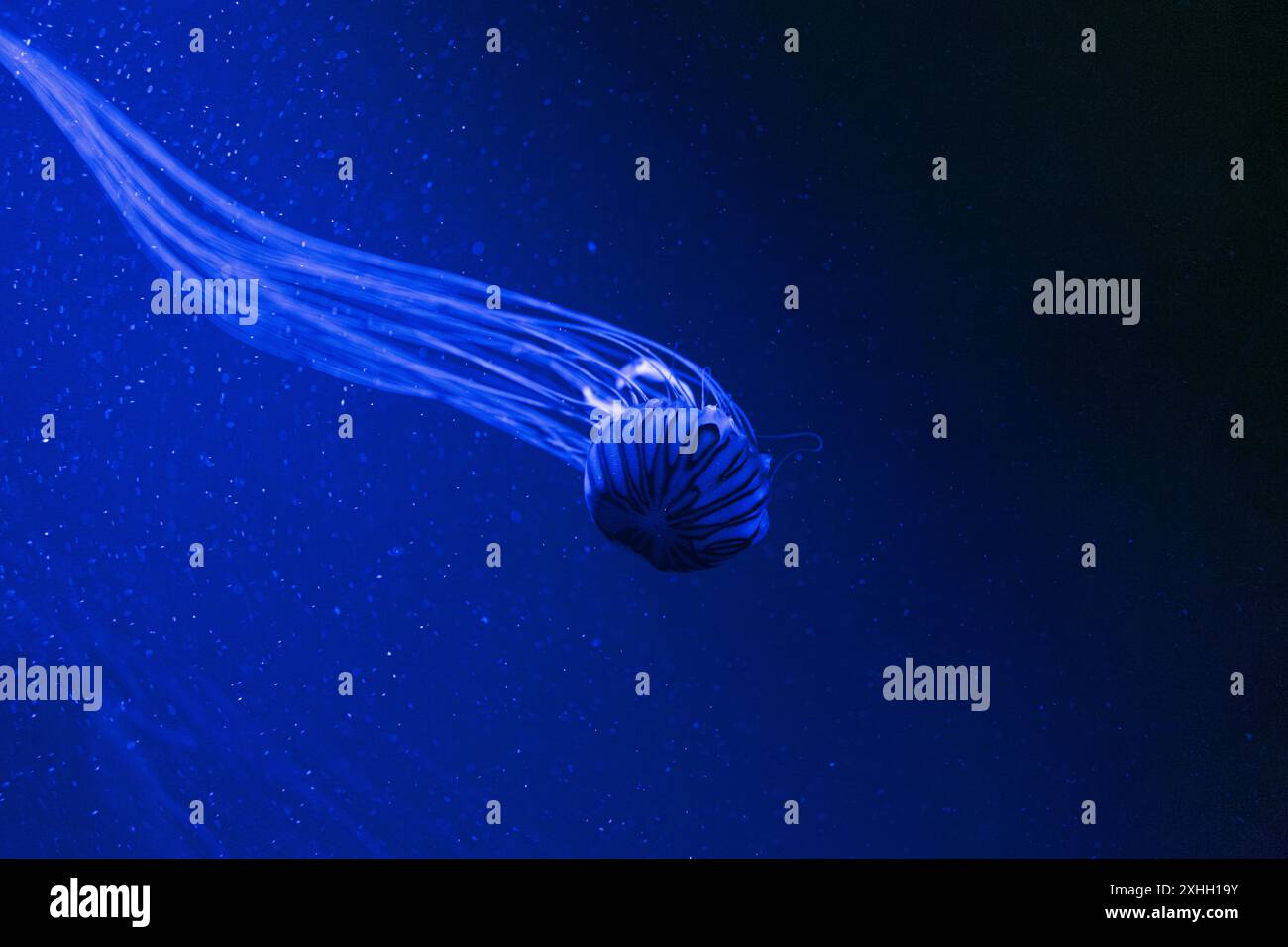 Gellyfish floating gracefully in the deep blue ocean, illuminated by ...