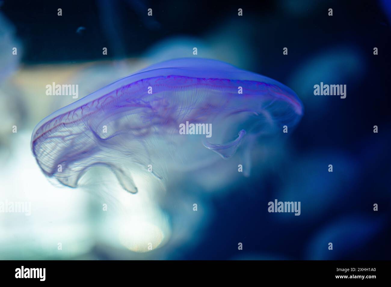 A mesmerizing translucent jellyfish drifts gracefully in the deep blue ...