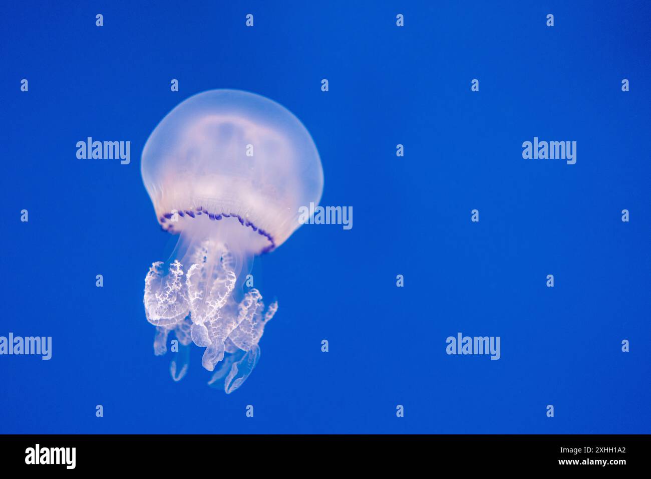 Translucent jellyfish drifting gracefully in blue water. The jellyfish ...