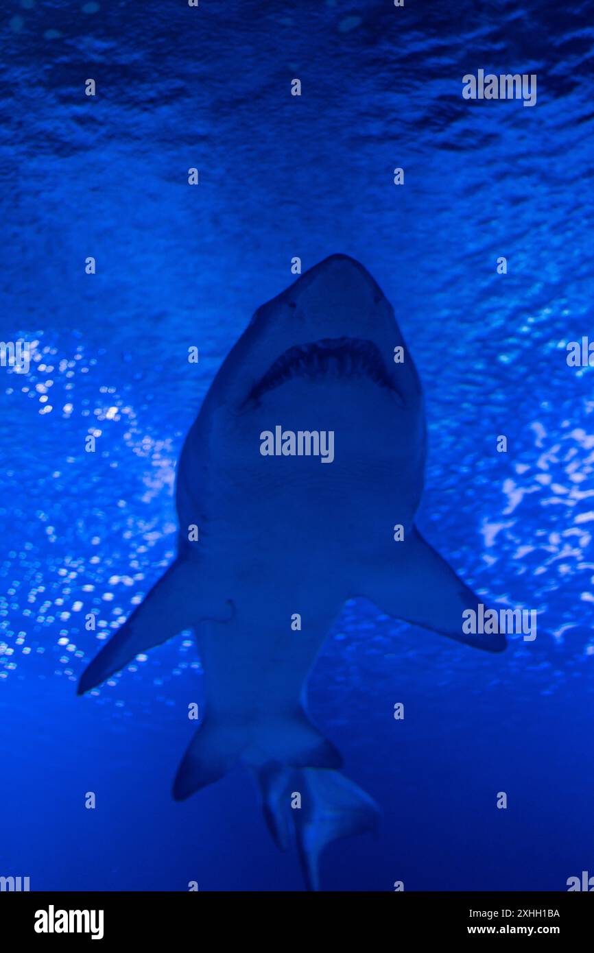 A powerful shark swims gracefully in the deep blue ocean, showcasing ...