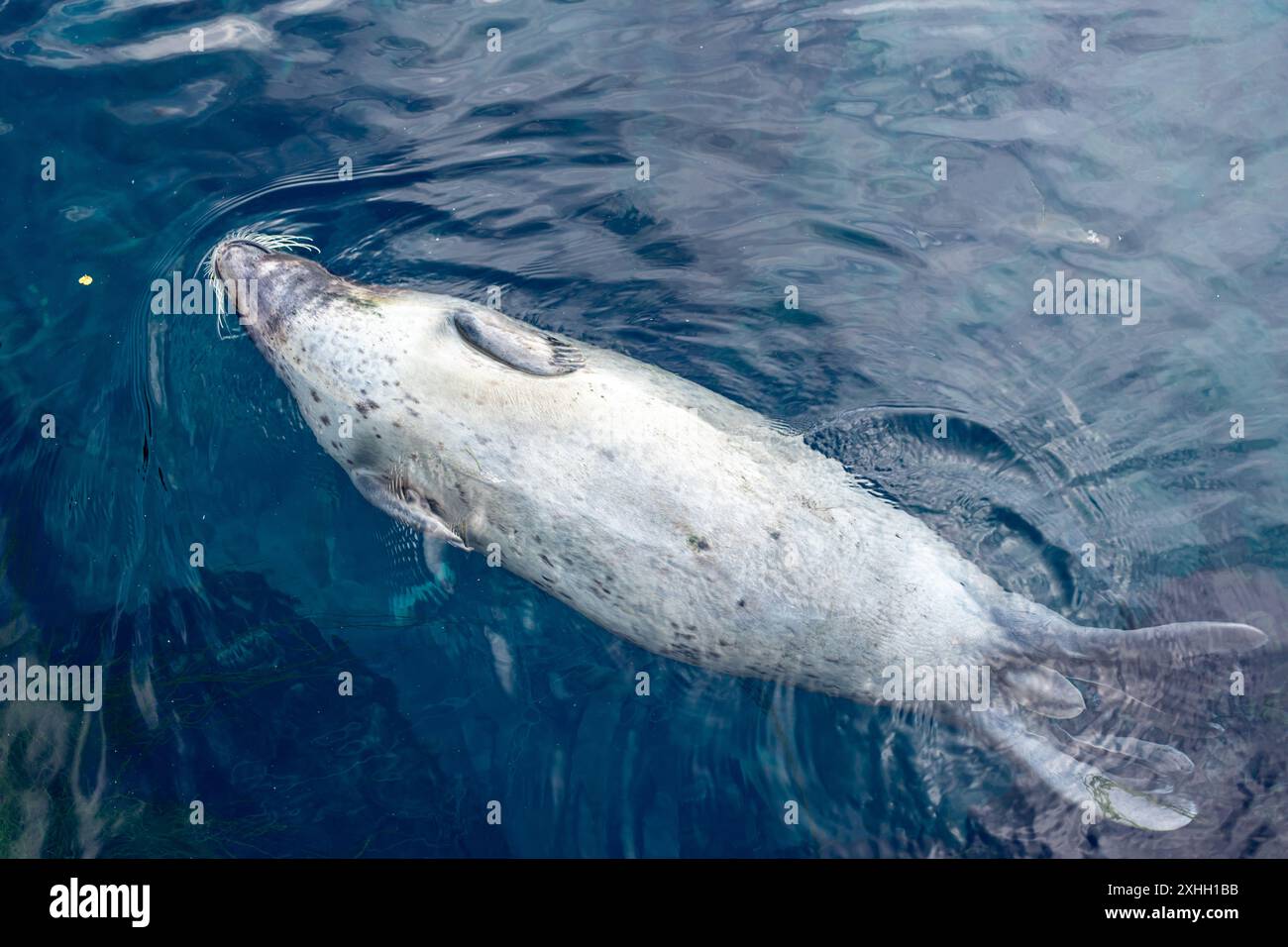 A serene image of a seal floating effortlessly in clear blue water. The ...