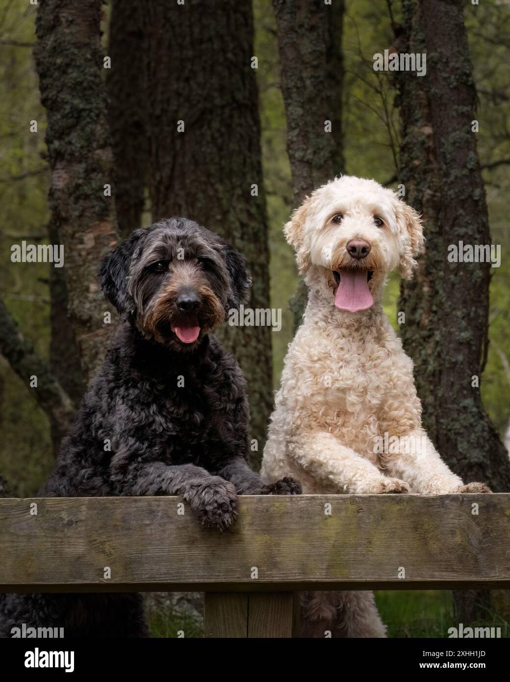 Two Labradoodles in the woods posing for a natural lighting portrait on ...