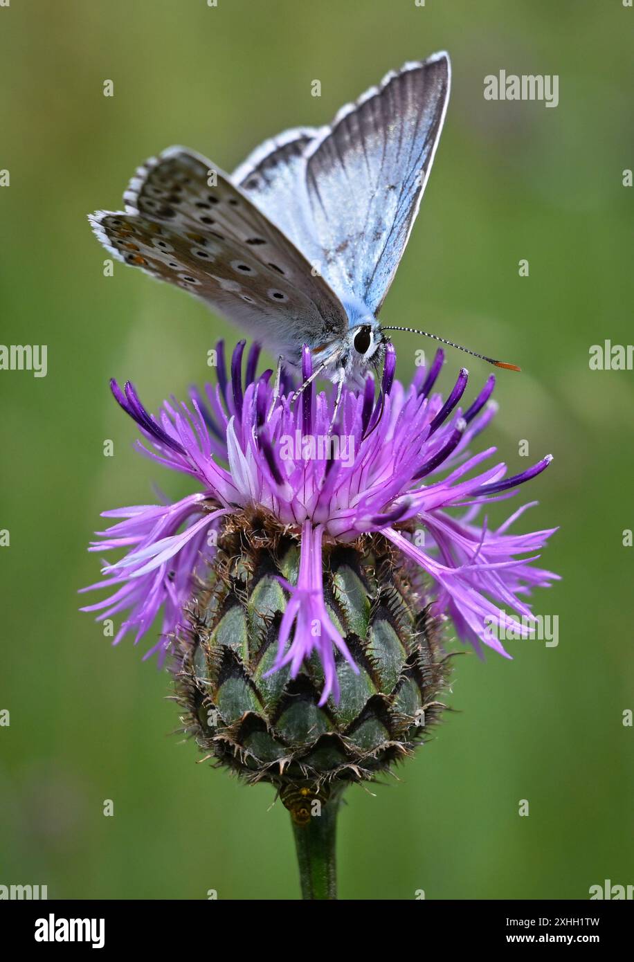 13 July 2024, Brandenburg, Seelow: A butterfly of the blue butterfly ...