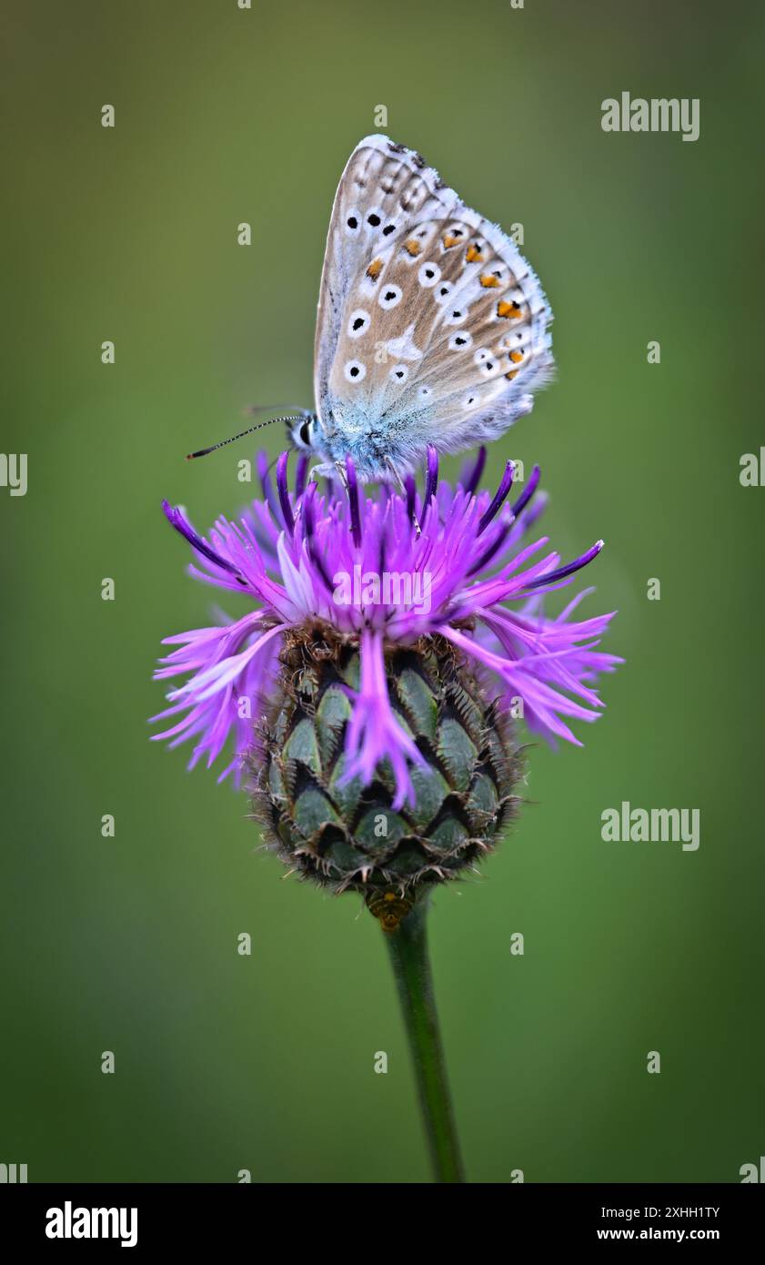 13 July 2024, Brandenburg, Seelow: A butterfly of the blue butterfly ...