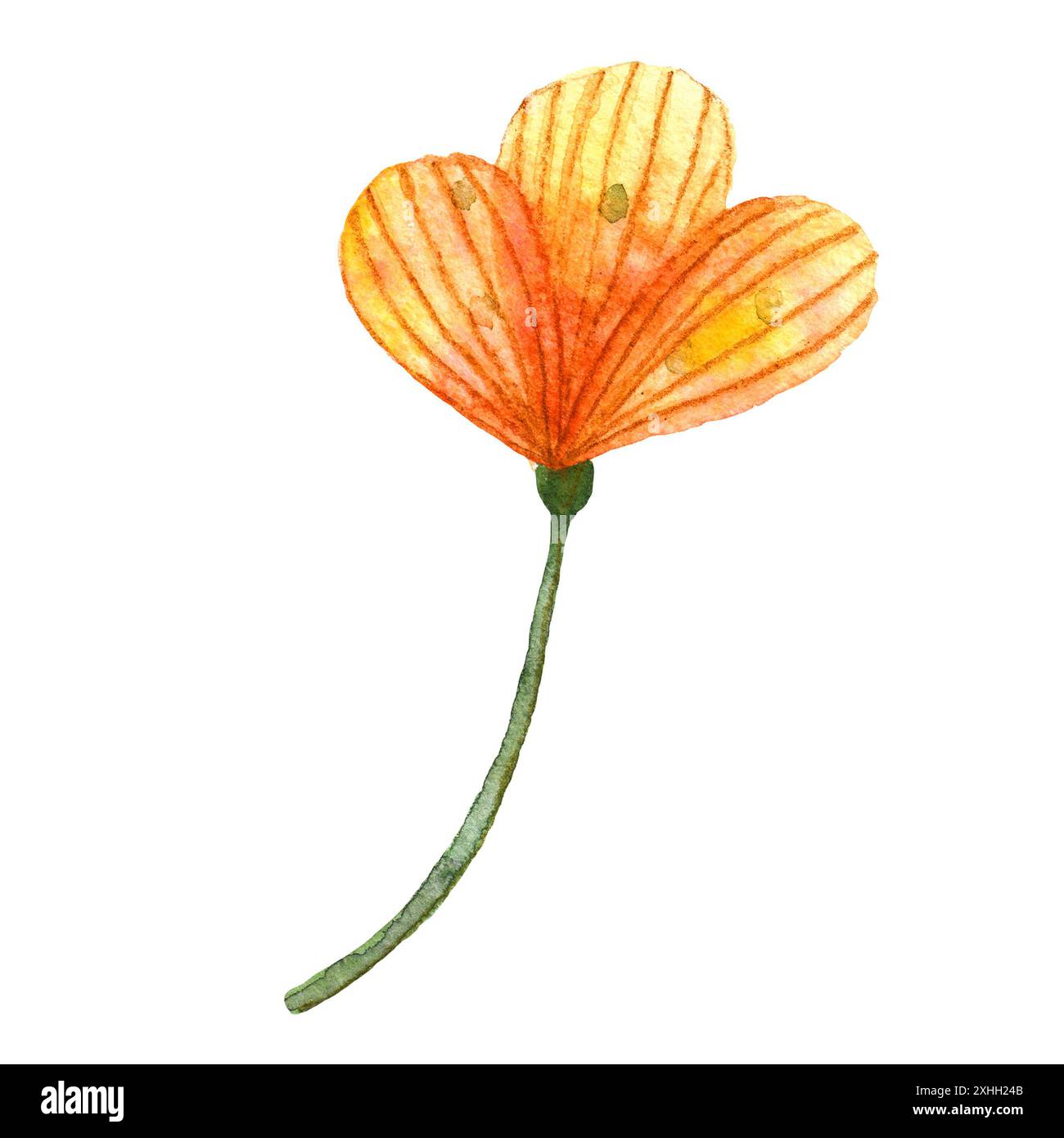 Watercolor wildflowers. Bright yellow orange flower isolated on white background Stock Photo - Alamy