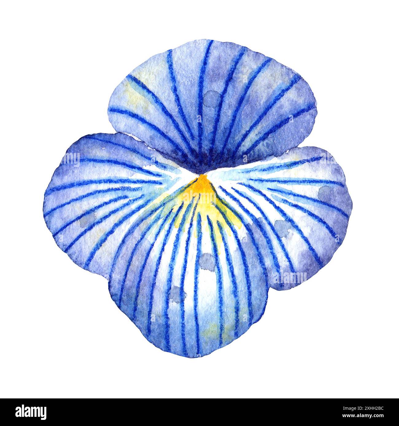 Pansy flower drawing hi-res stock photography and images - Alamy