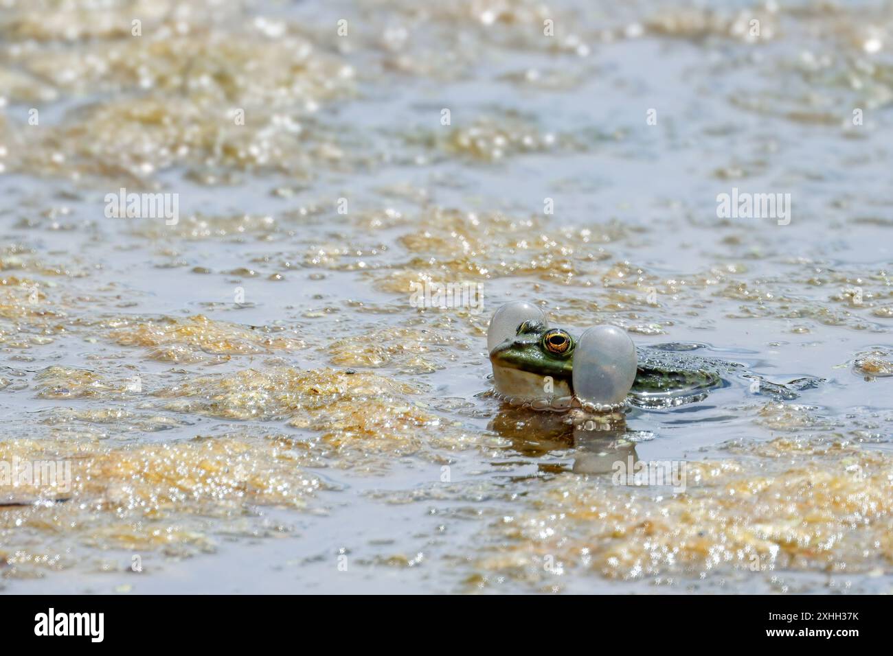 Algae on surface hi-res stock photography and images - Alamy