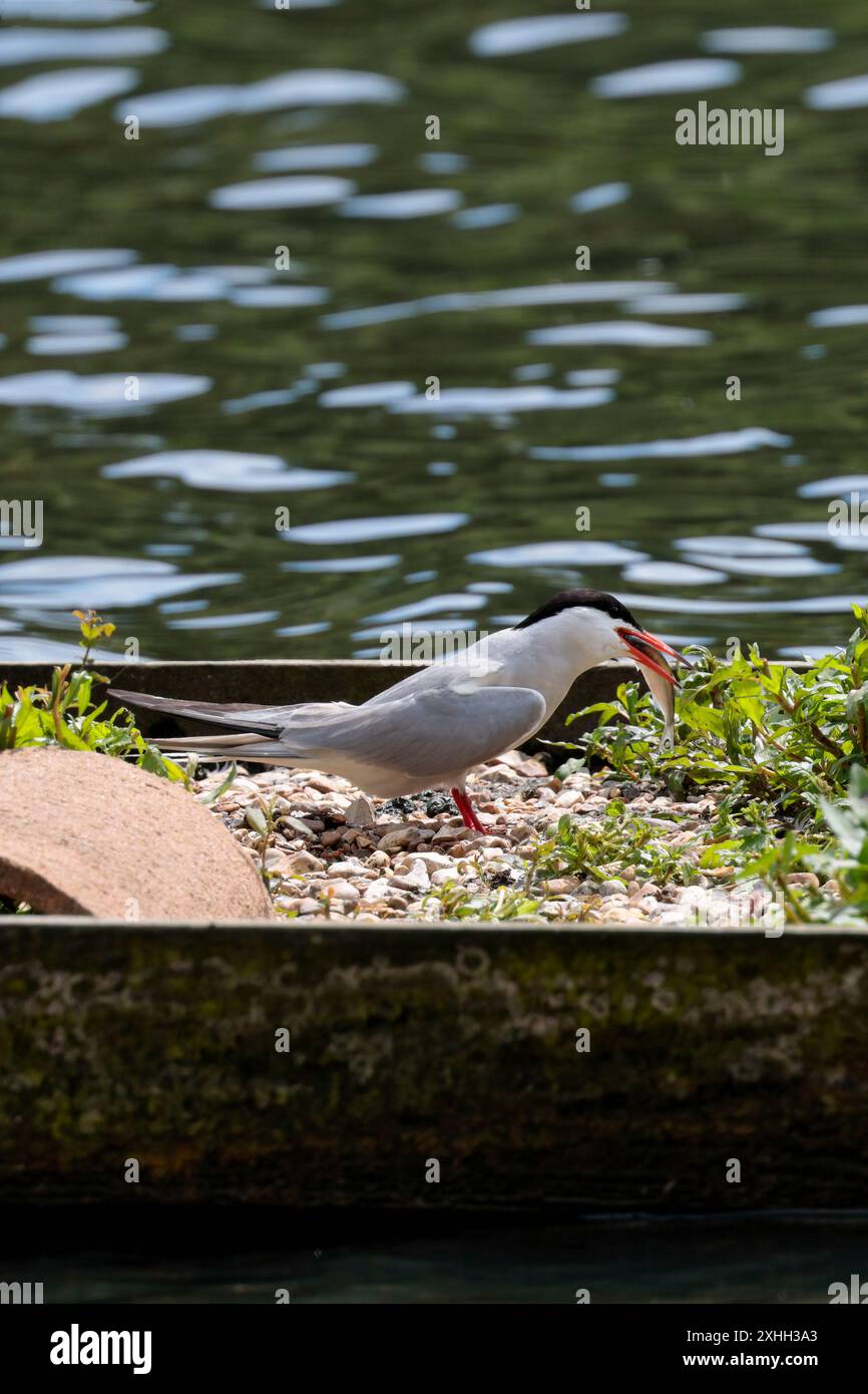 Turn on its head hi-res stock photography and images - Alamy