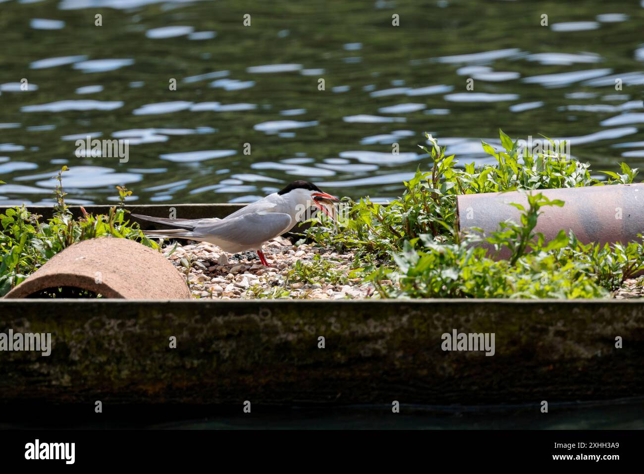 Common Turn Sterna hirundo, eating a fish on floating platform pale ...