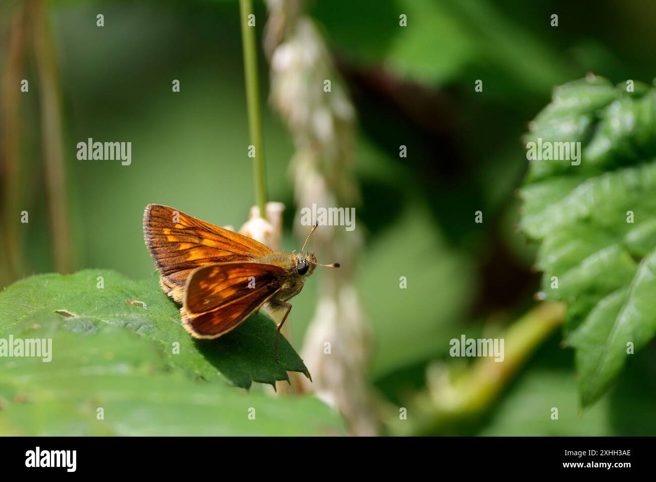 Large skipper Ochlodes venatus, upperwings orange and dark brown with ...