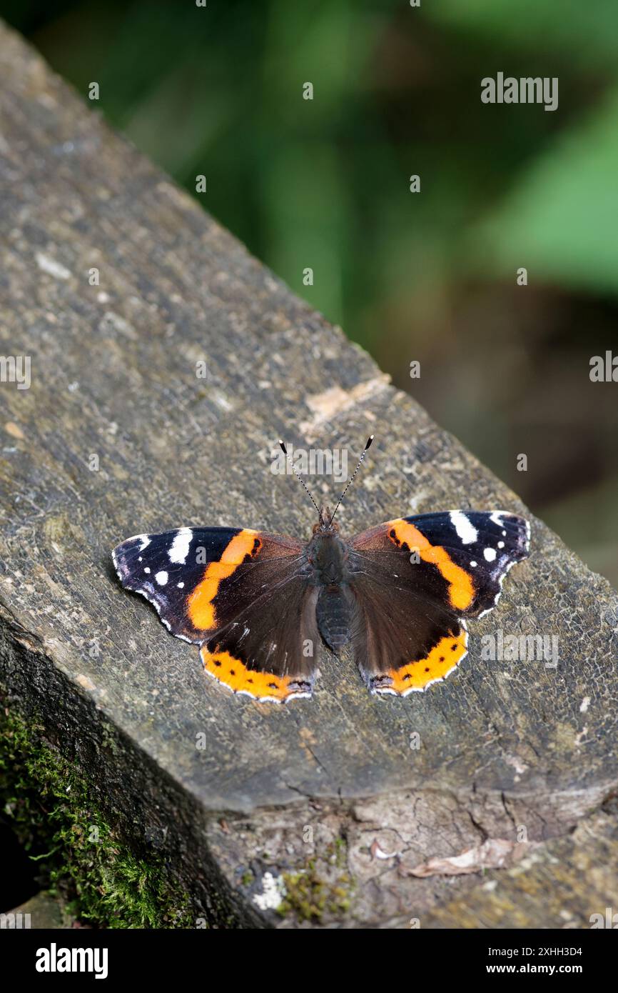 Red admiral Vanessa atalanta, black upperwings with red bands and white ...