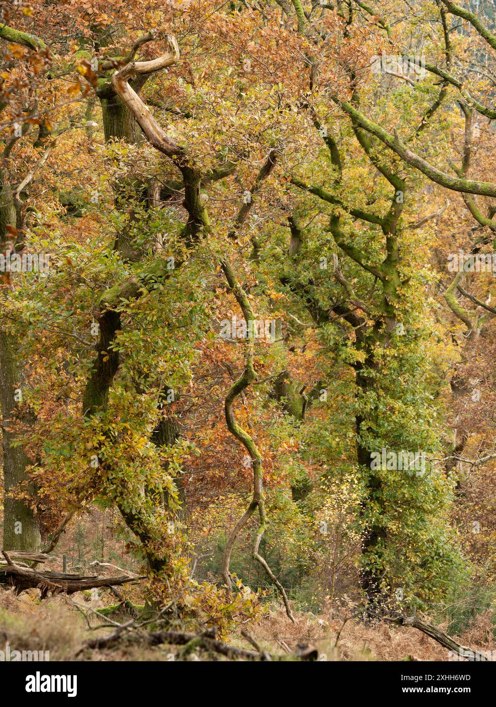 Lurkenhope Nature Reserve in Shropshire but near Knighton in Mid Wales ...