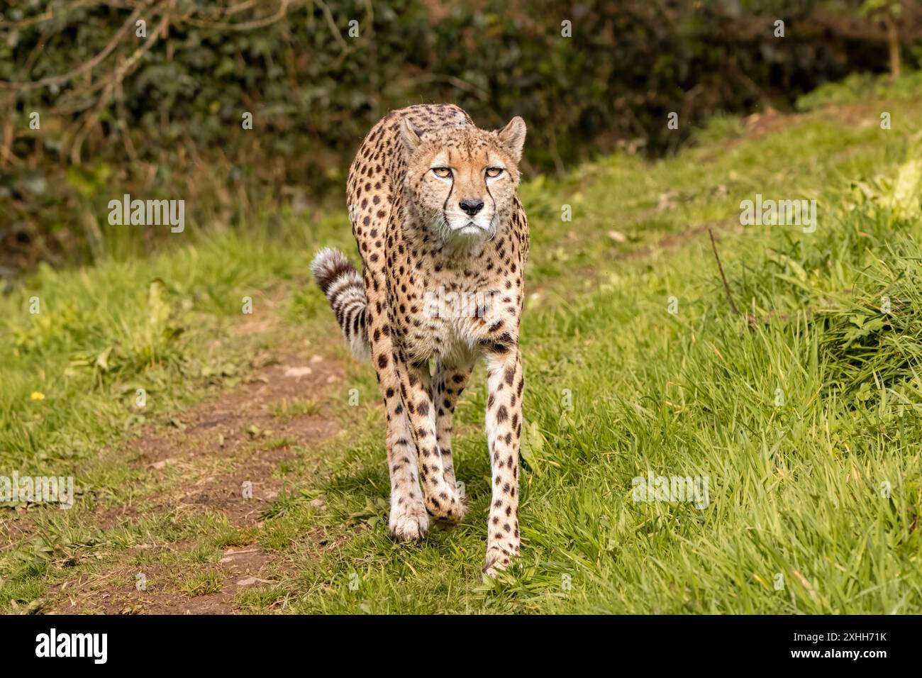 Cheetah whiskers hi-res stock photography and images - Alamy