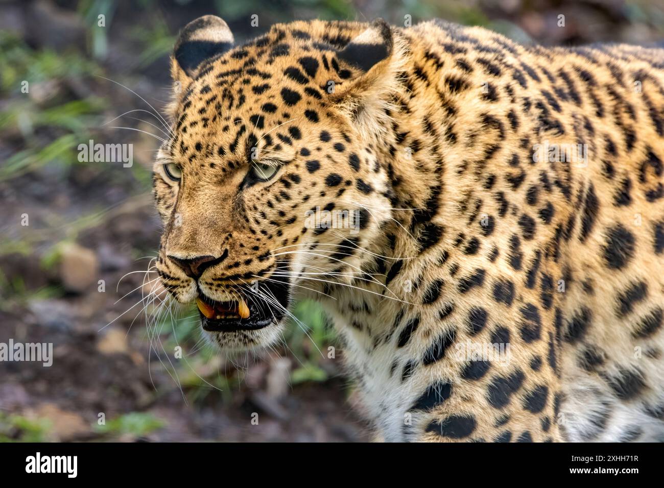 Leopard bite hi-res stock photography and images - Alamy