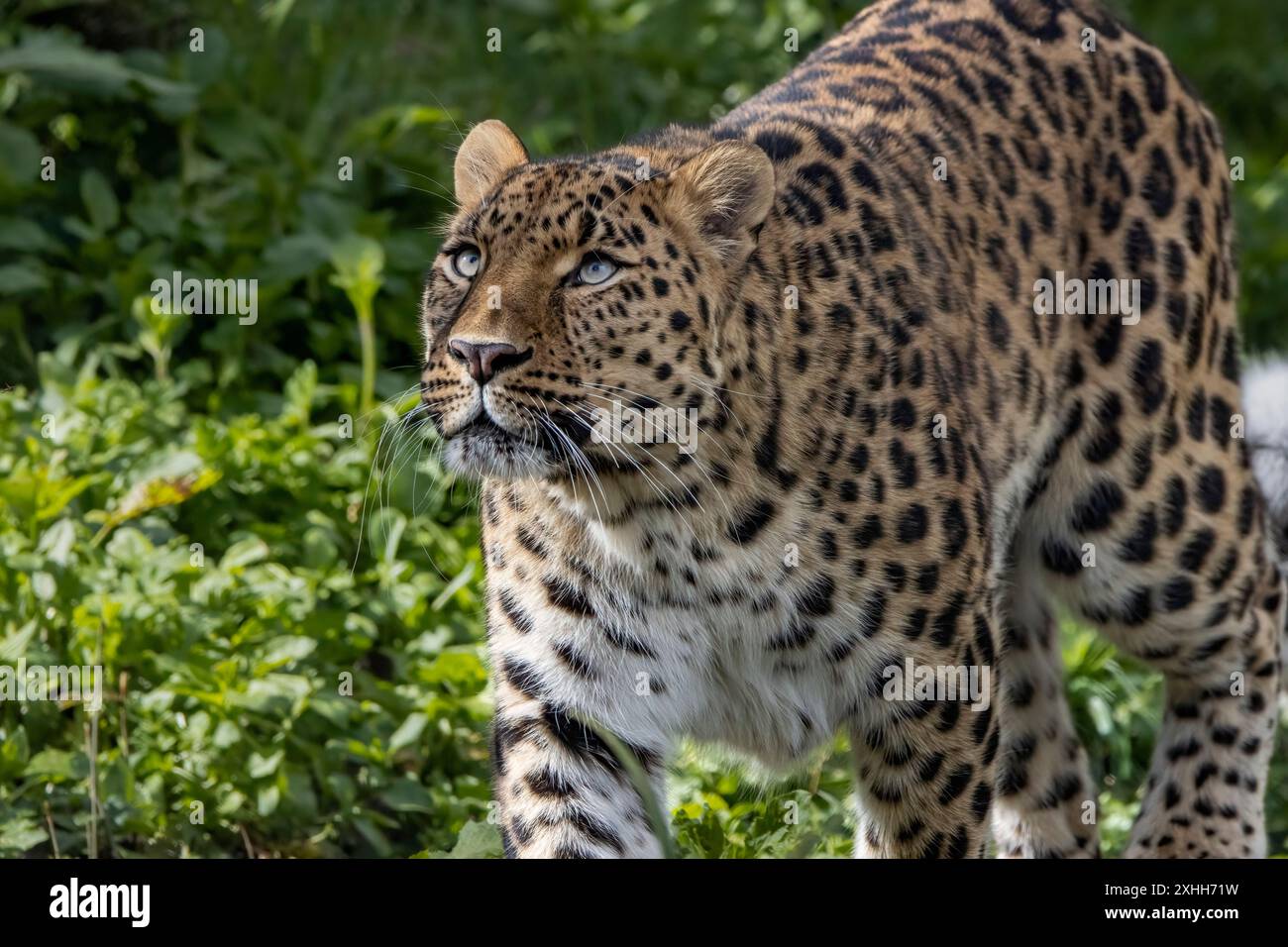 Leopard bite hi-res stock photography and images - Alamy