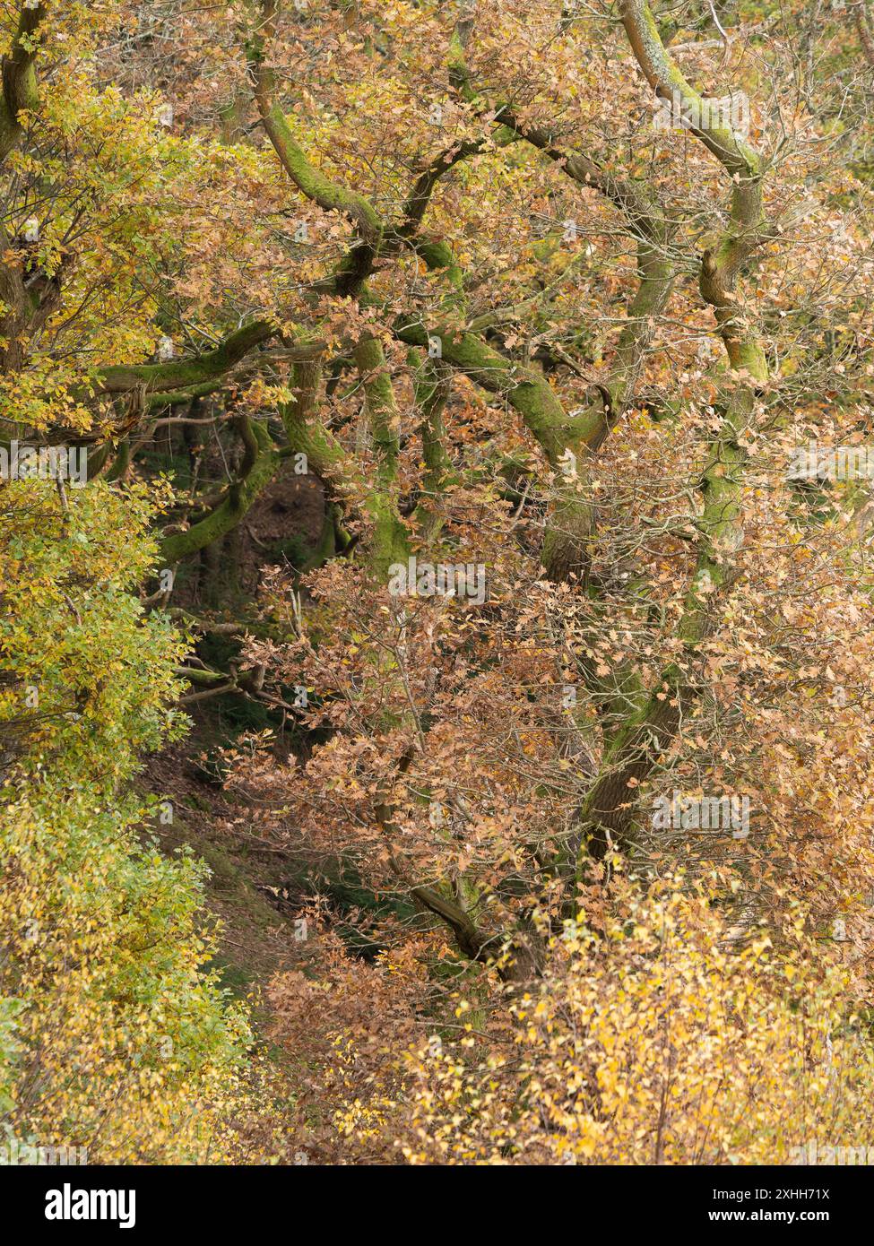 Lurkenhope Nature Reserve in Shropshire but near Knighton in Mid Wales ...