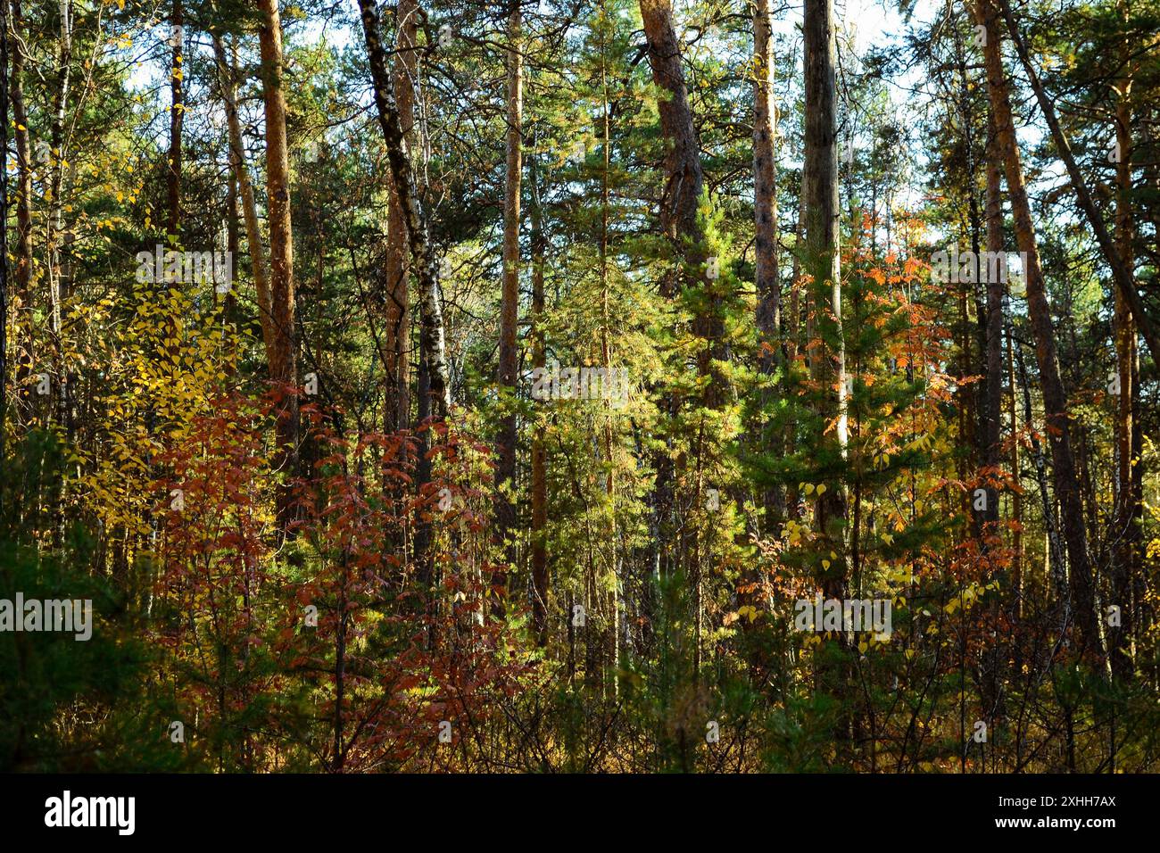 Forest trees thicket hi-res stock photography and images - Alamy