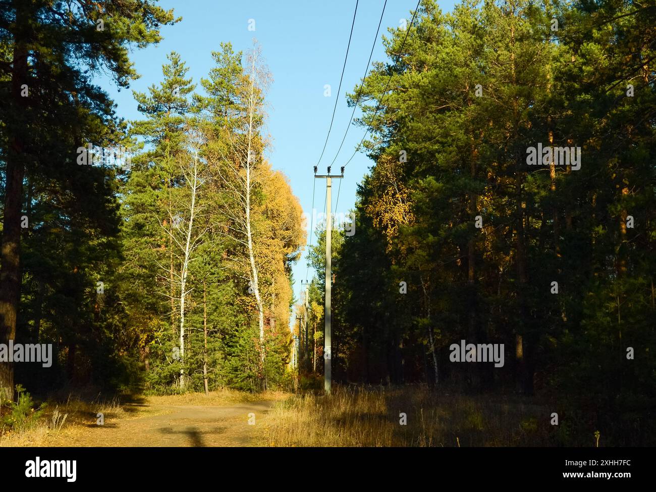 Power lines illuminated by the evening sun in the middle of an autumn ...