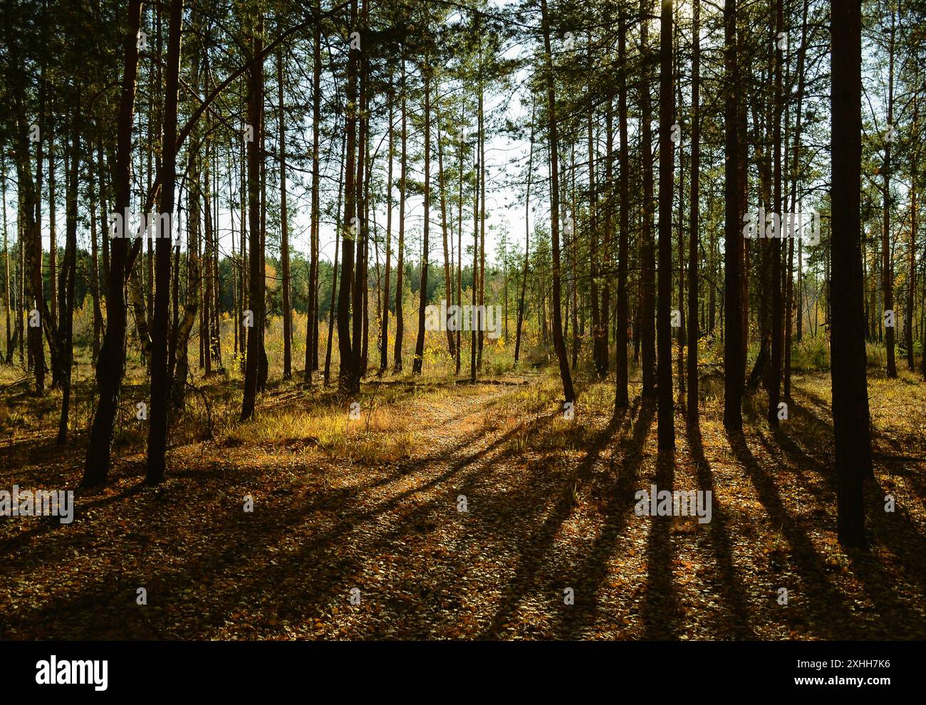 Shade from trees and sunlight in the dark thicket of the forest Stock ...