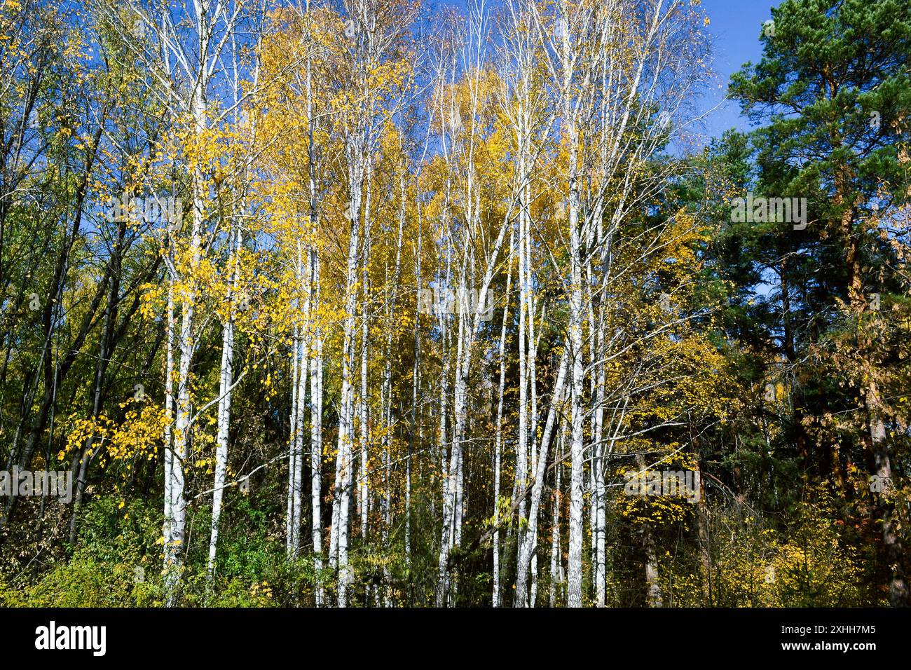 Slender tall birch trees with yellow foliage are lit by the sun in the ...