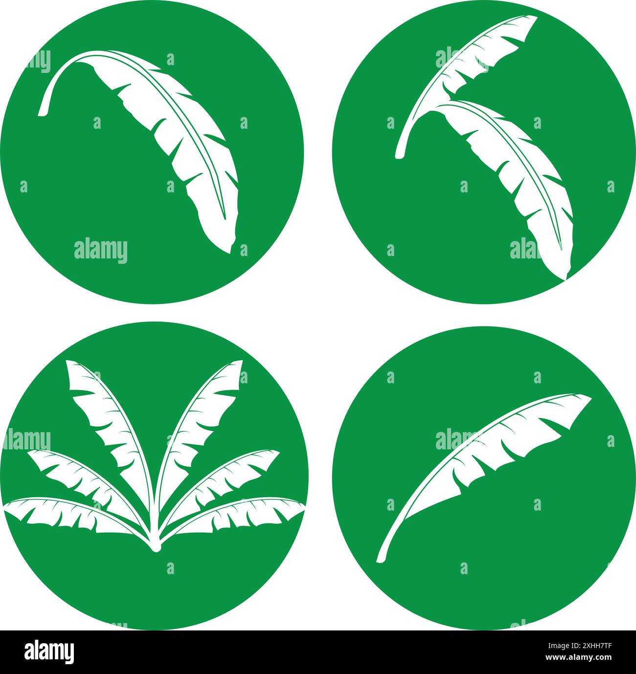 banana leaf design vector illustration Stock Vector Image & Art - Alamy