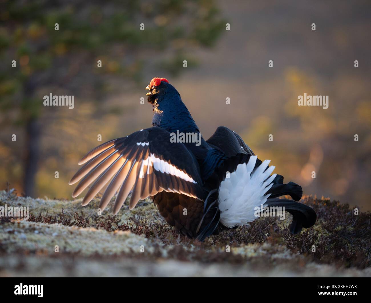 Lek behavior hi-res stock photography and images - Alamy