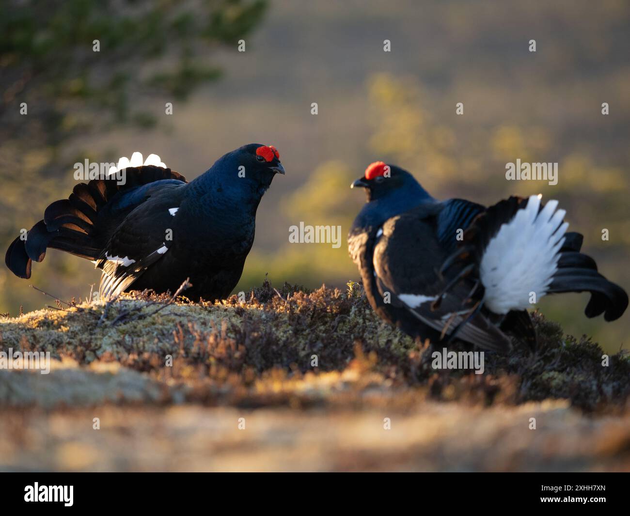 Black grouse male close hi-res stock photography and images - Alamy