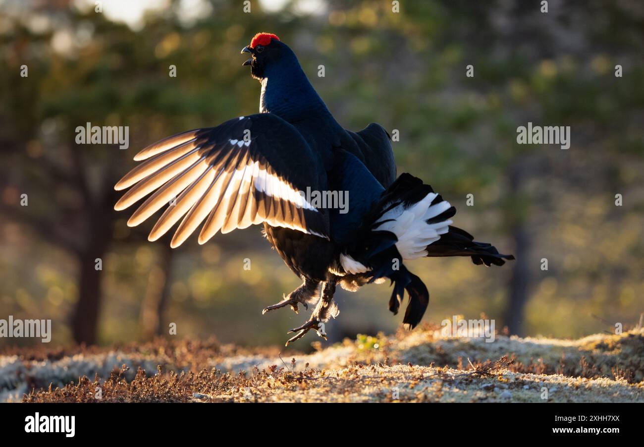Black grouse tetrao tetrix male hi-res stock photography and images - Alamy