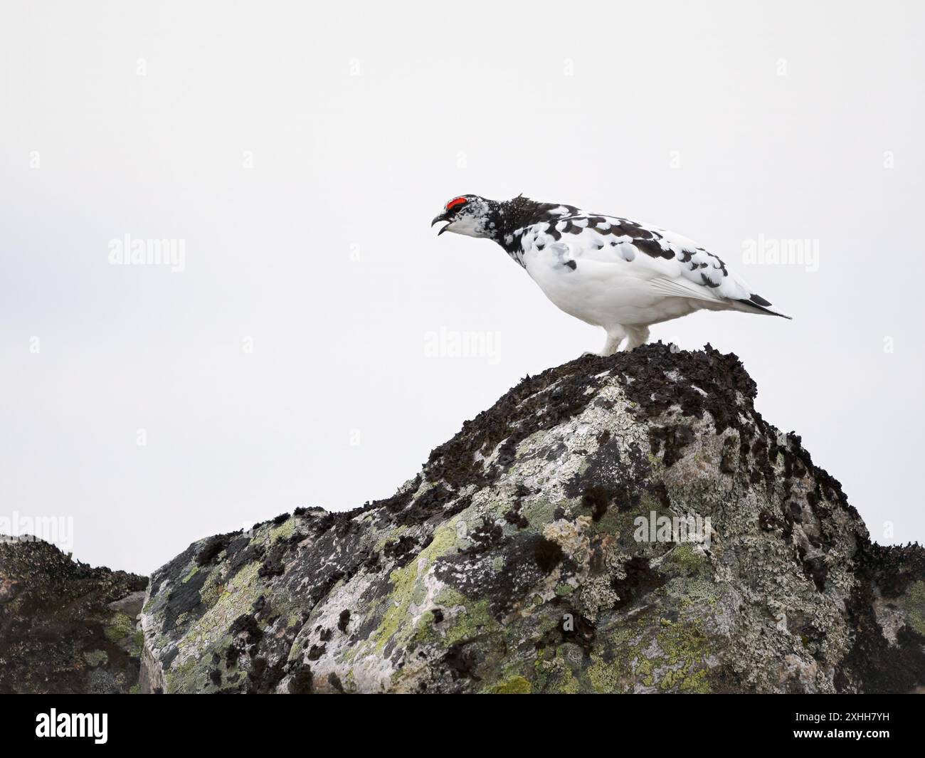 Ptarmigan bird birds ptarmigans hi-res stock photography and images - Alamy