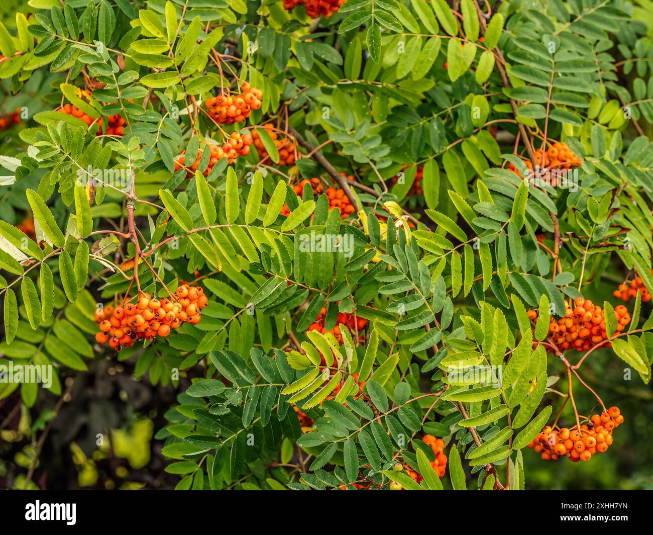 Rowan branches hi-res stock photography and images - Alamy