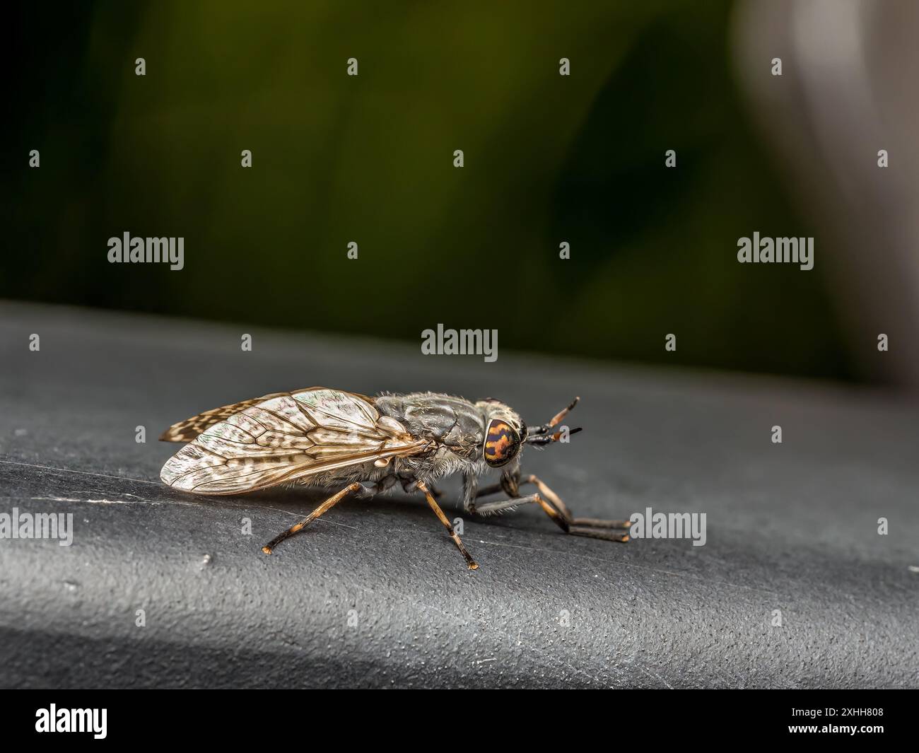 Common horse fly haematopota hi-res stock photography and images - Alamy