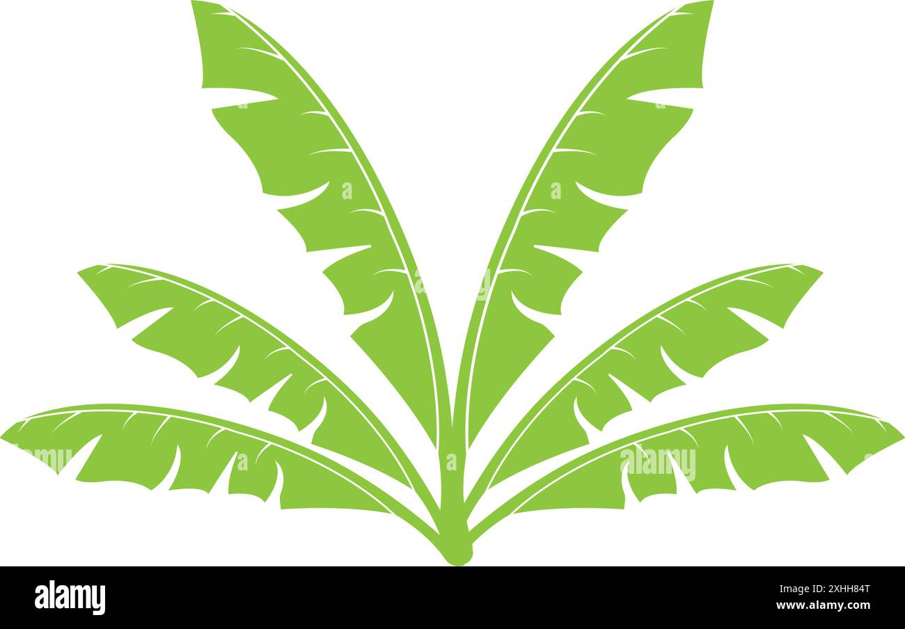 banana leaf design vector illustration Stock Vector Image & Art - Alamy