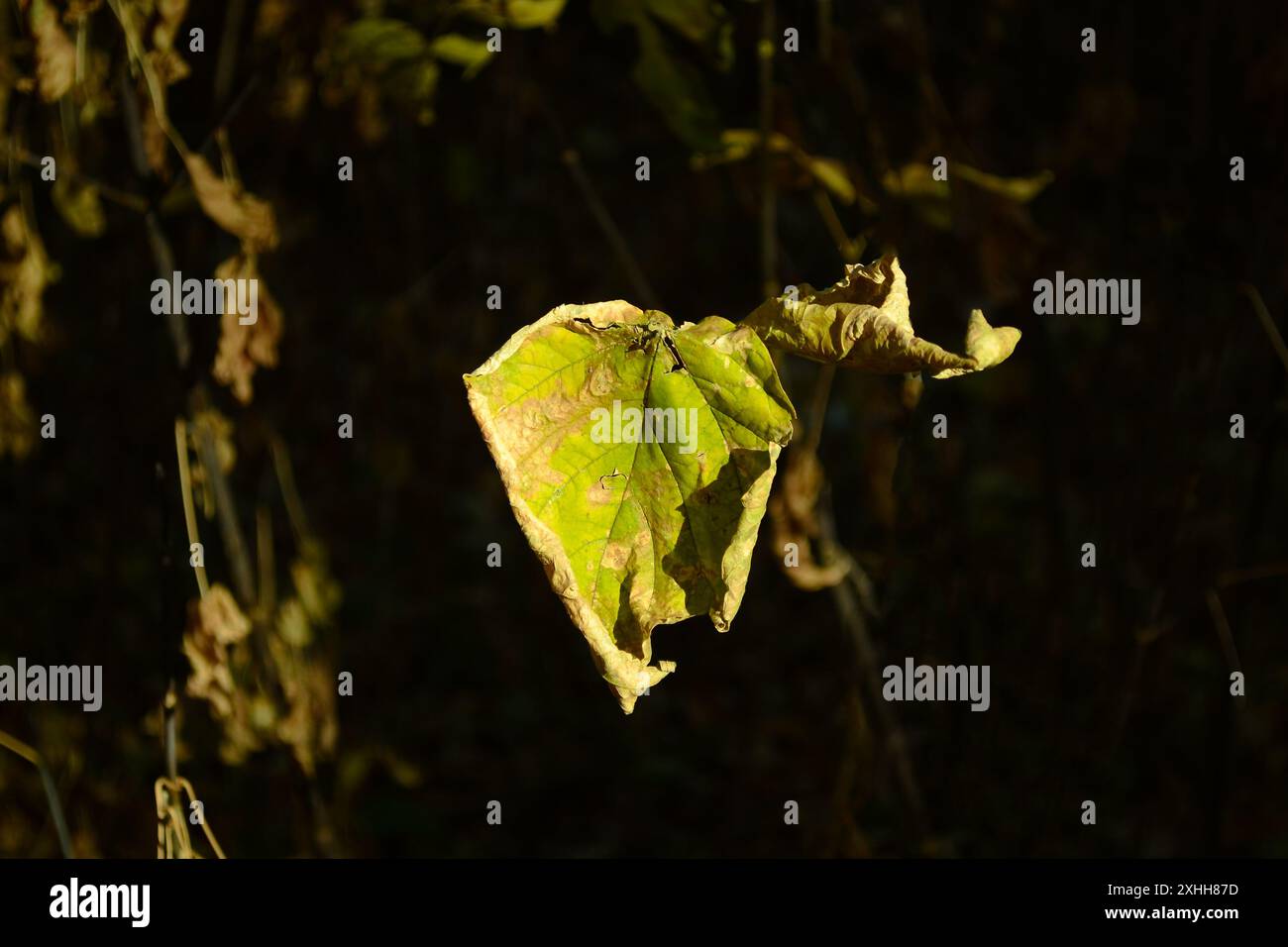 Autumn damaged green leaf hi-res stock photography and images - Alamy