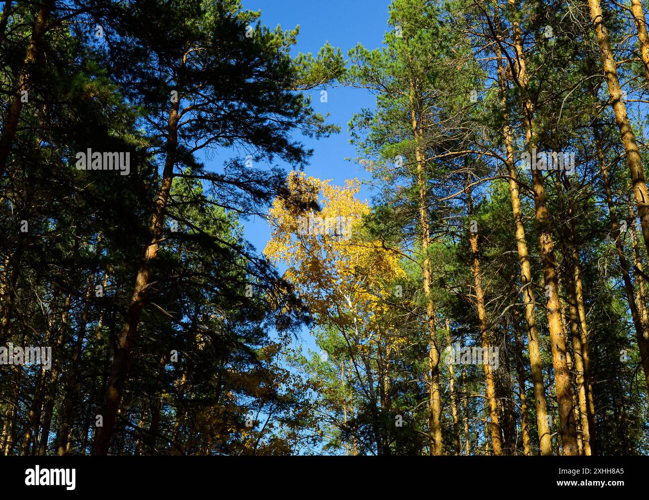 Yellow leaves of birch top in the middle of green pines Stock Photo - Alamy