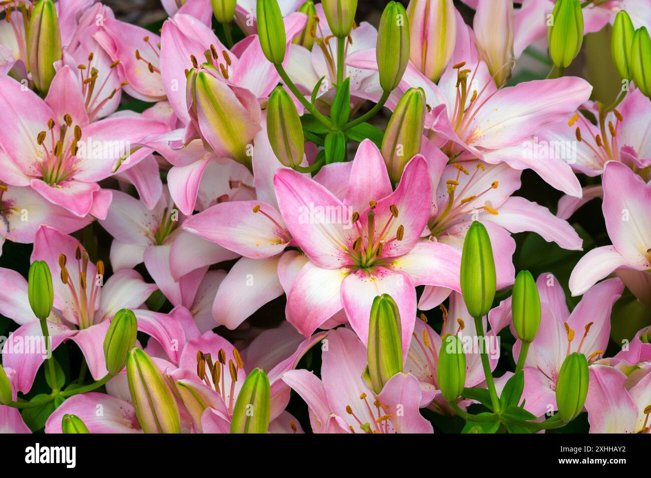 Ornamental lilies in full bloom hi-res stock photography and images - Alamy
