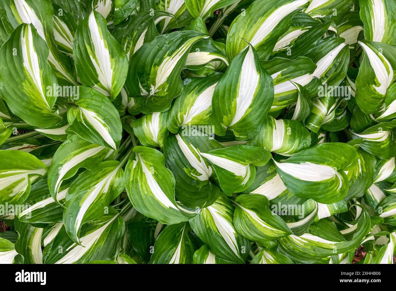 Planting hostas hi-res stock photography and images - Alamy
