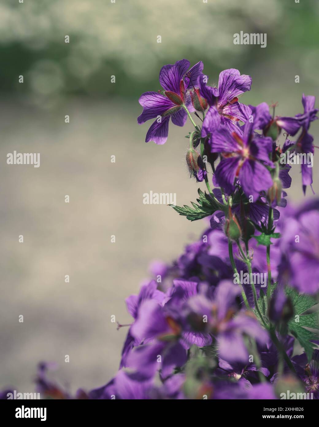 In the garden, a collection of vibrant purple flowers is flourishing ...
