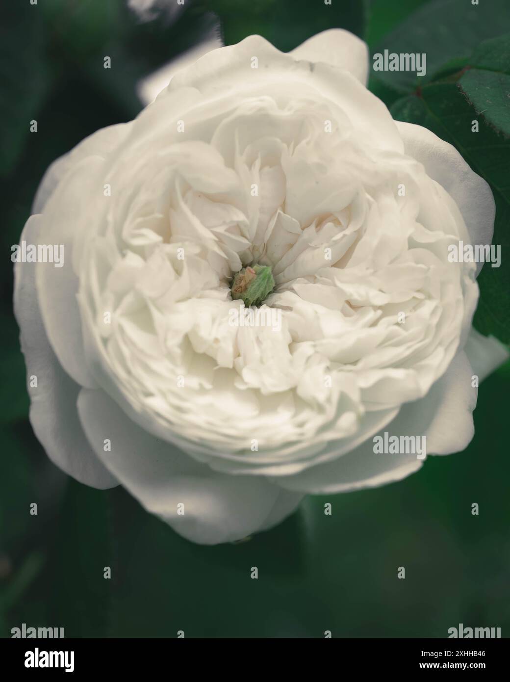 orchid flower color beautiful bloom garden Stock Photo - Alamy