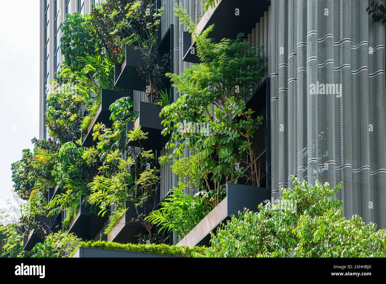 Building facade with green plants growth on the wall. Vertical garden ...