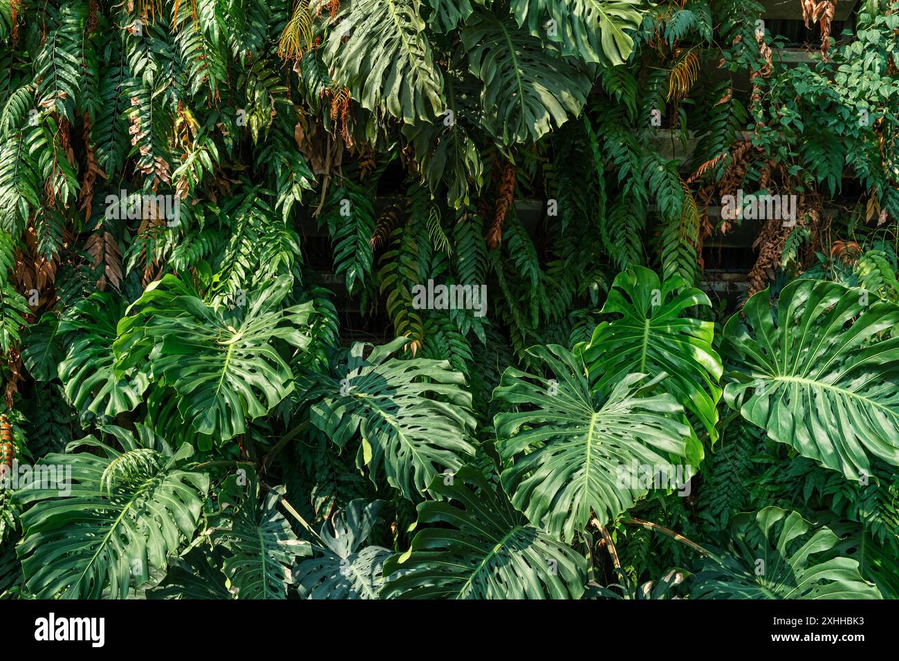Featuring various green leaves hi-res stock photography and images - Alamy