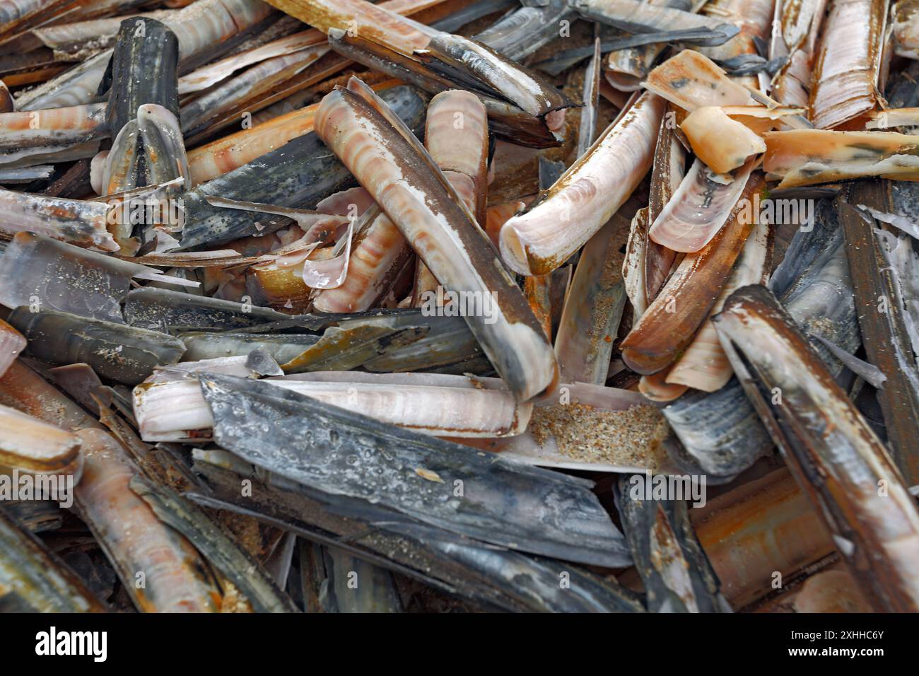 Clams burrowing clams hi-res stock photography and images - Alamy