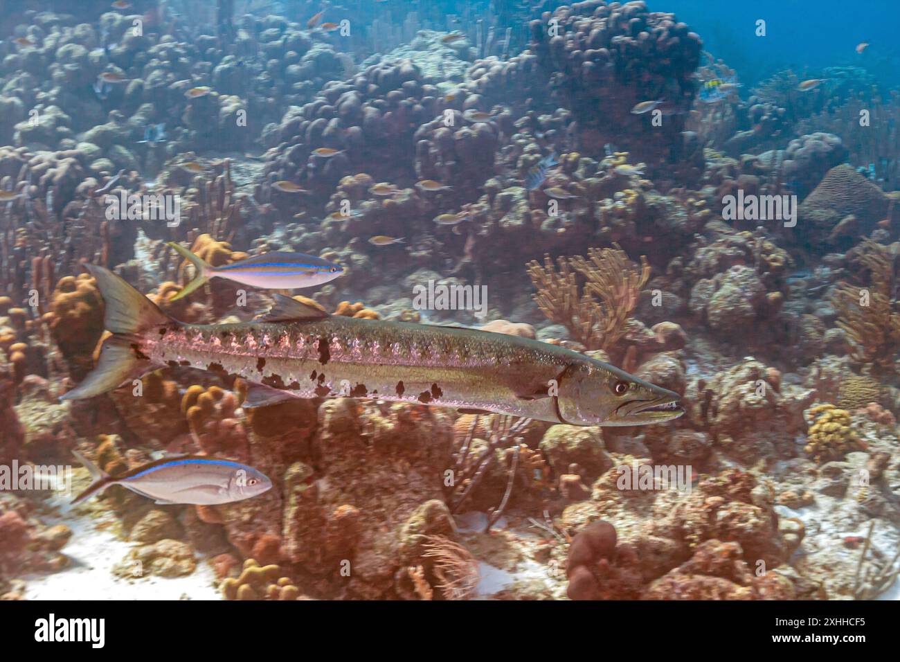 barracuda is a large, predatory, ray-finned fish known for its fearsome ...