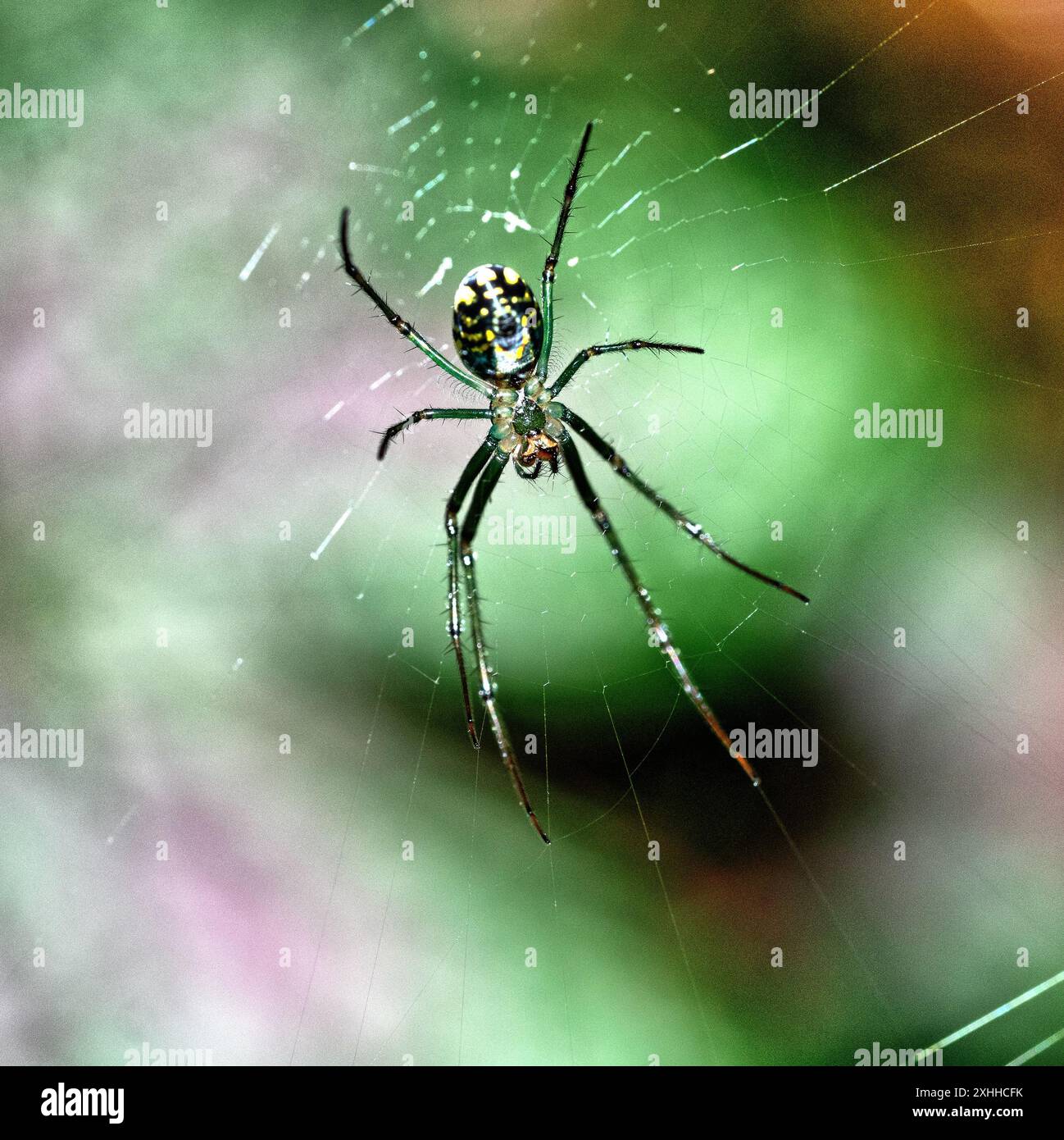 Argiope spider known garden hi-res stock photography and images - Alamy